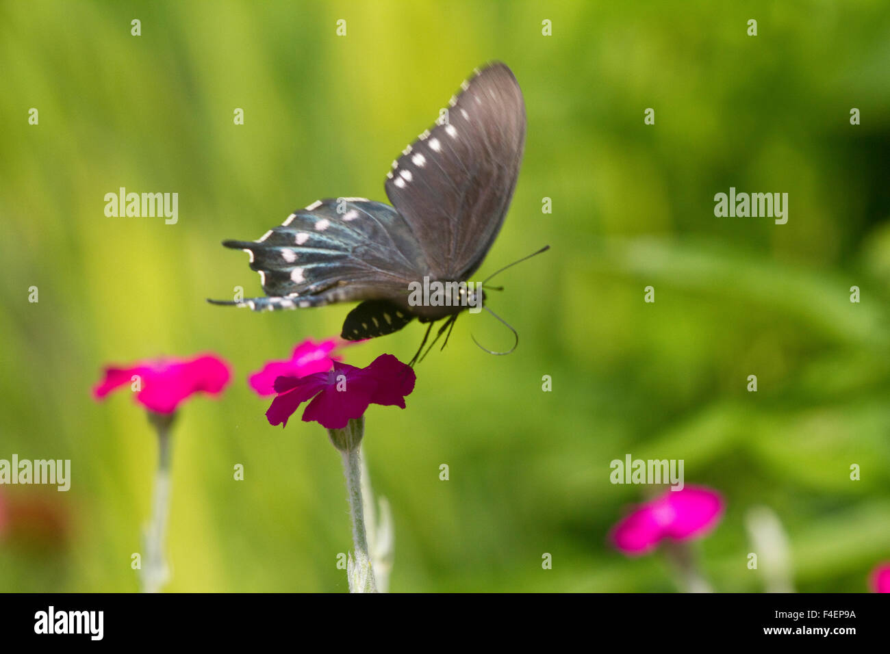 Pipevine Swallowtail butterfly (Battus philenor) flying from Rose ...