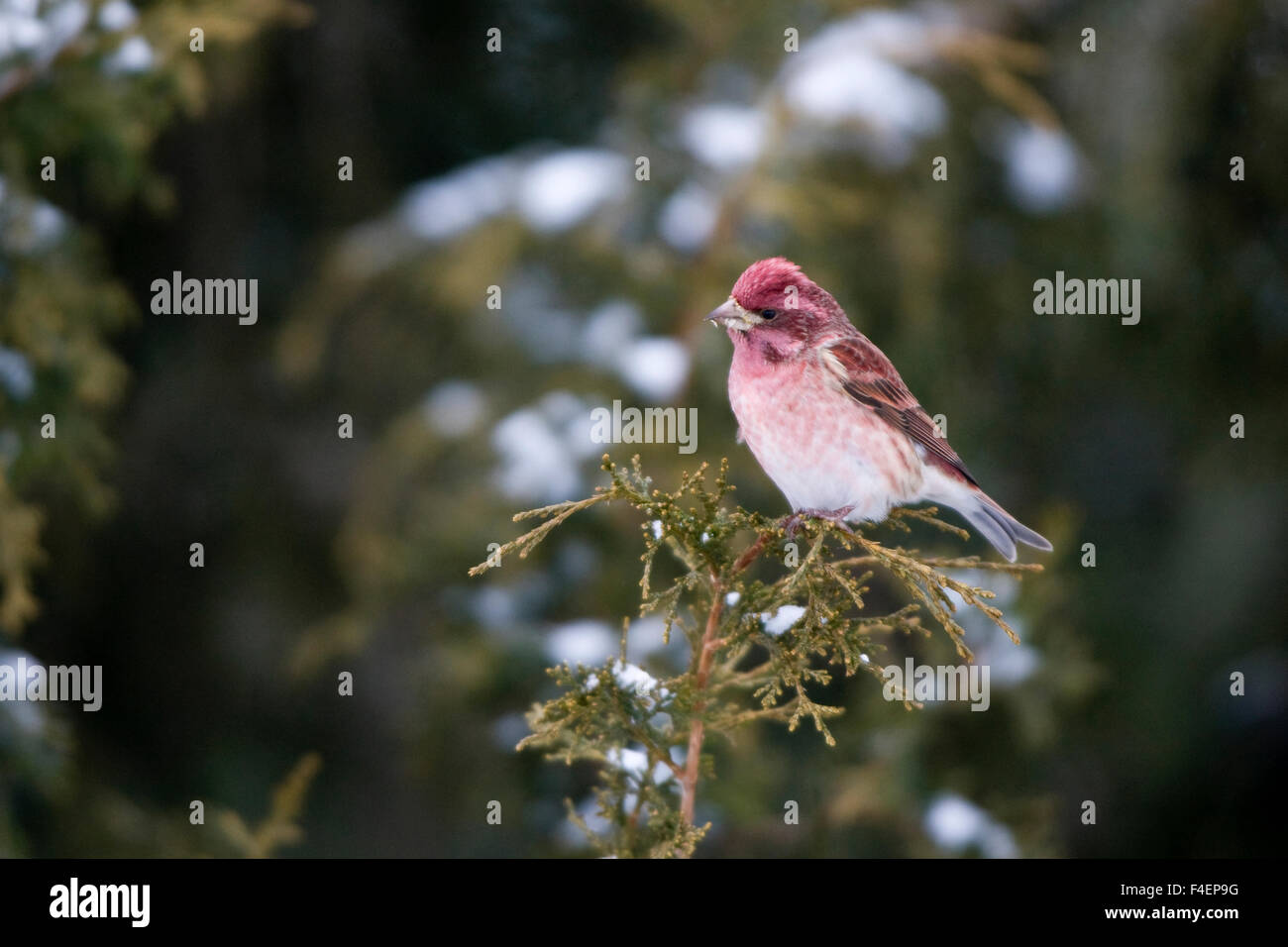 Juniperus chinensis keteleeri hi-res stock photography and images - Alamy