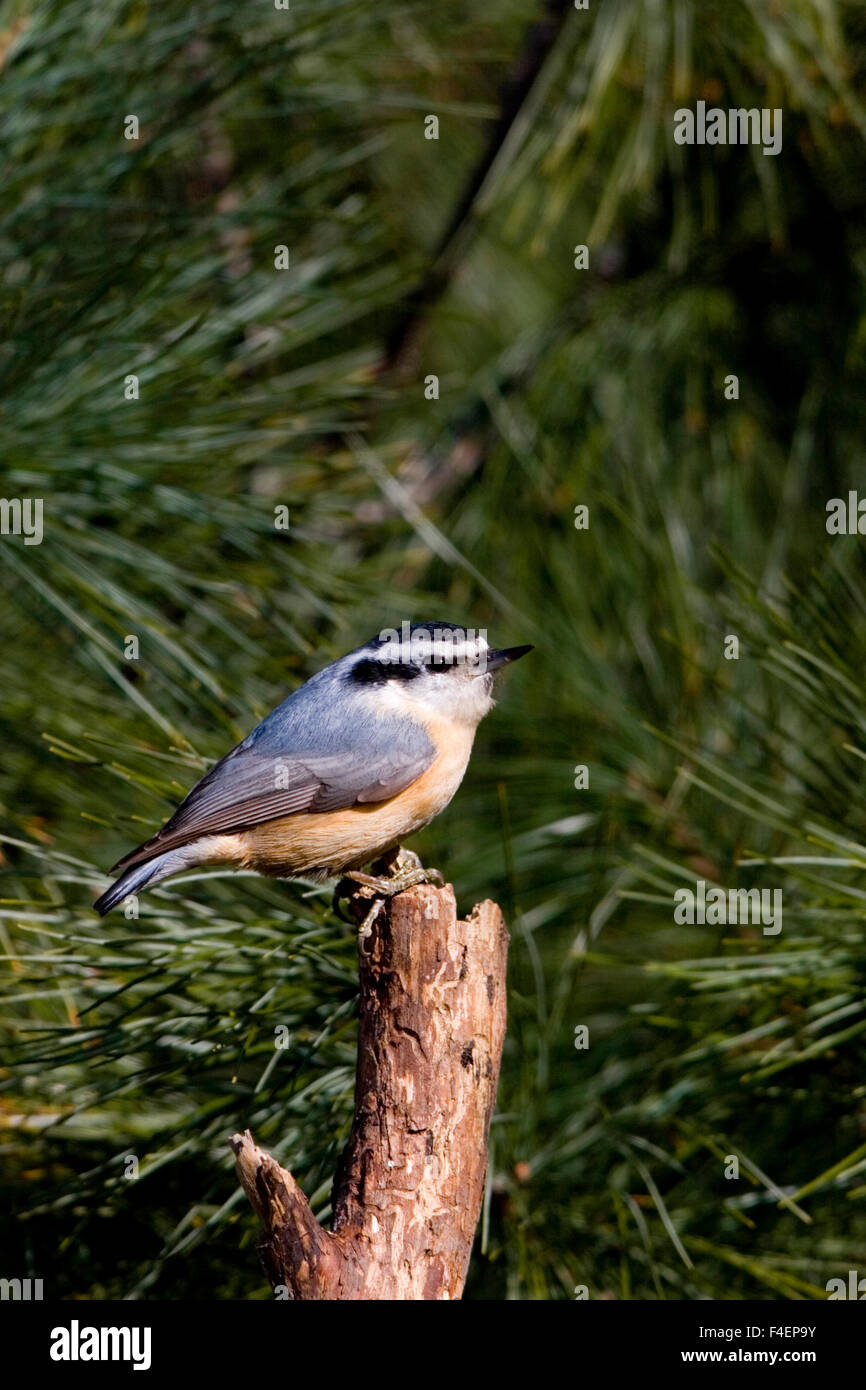 Red-breasted Nuthatch (Sitta canadensis) on pine tree, Marion, Illinois ...