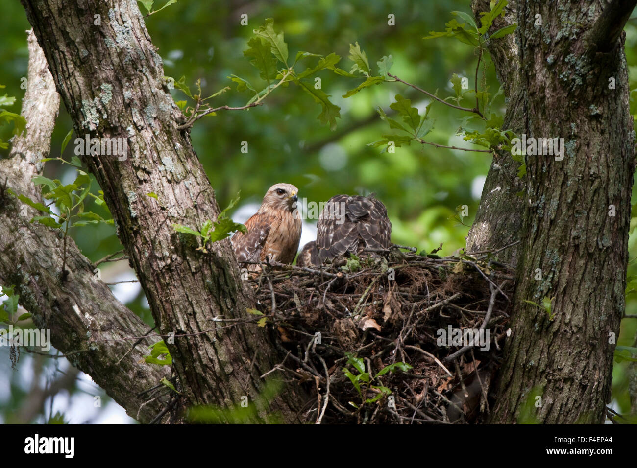 Red-shouldered Hawks (Buteo lineatus) adult and nestlings at nest ...