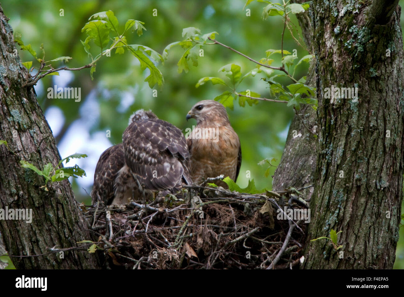 Red-shouldered Hawks (Buteo lineatus) adult and nestlings at nest ...