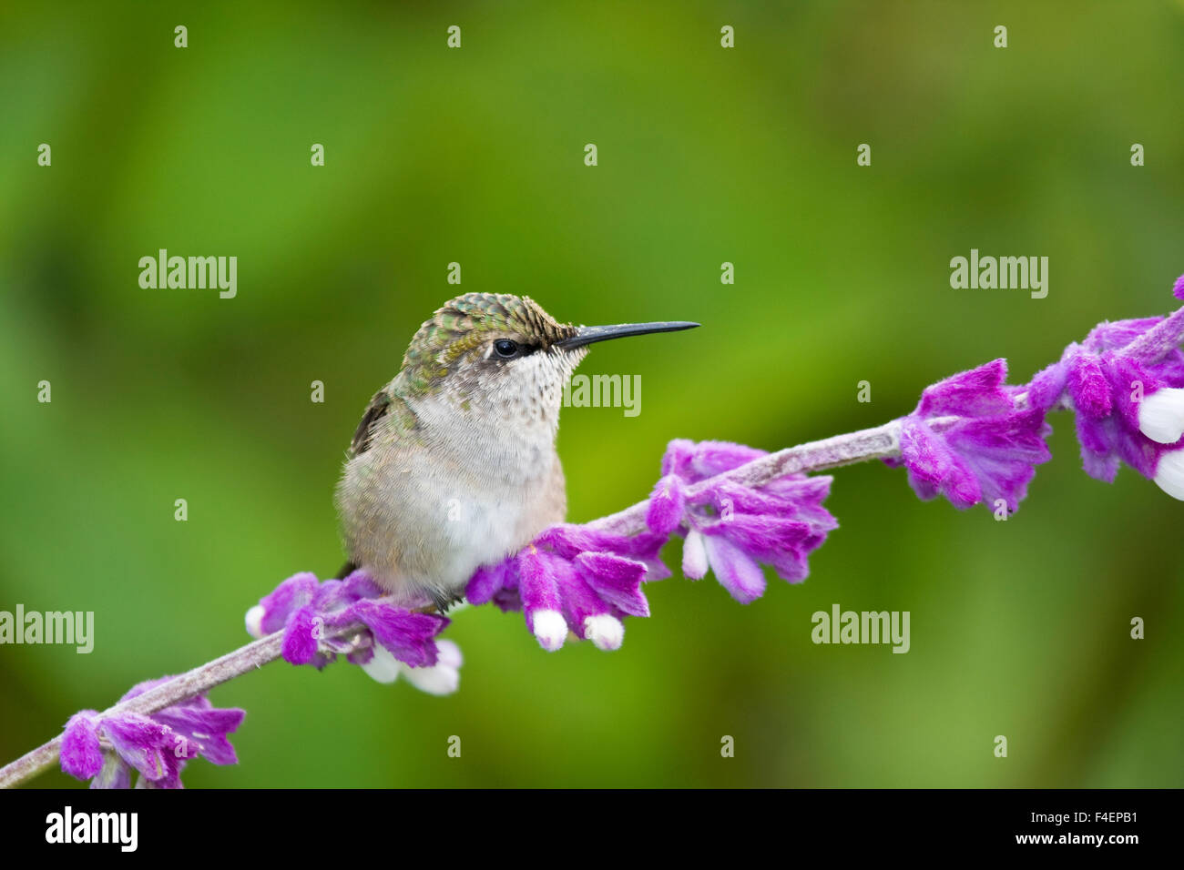 Ruby-throated Hummingbird (Archilochus colubris) immature at Mexican ...