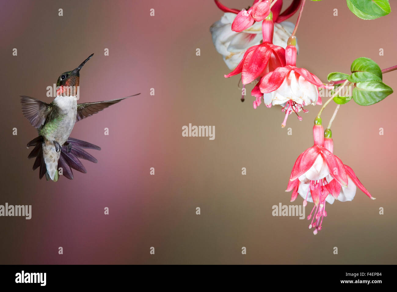 Ruby-throated Hummingbird (Archilochus colubris) male at Fuschia ...