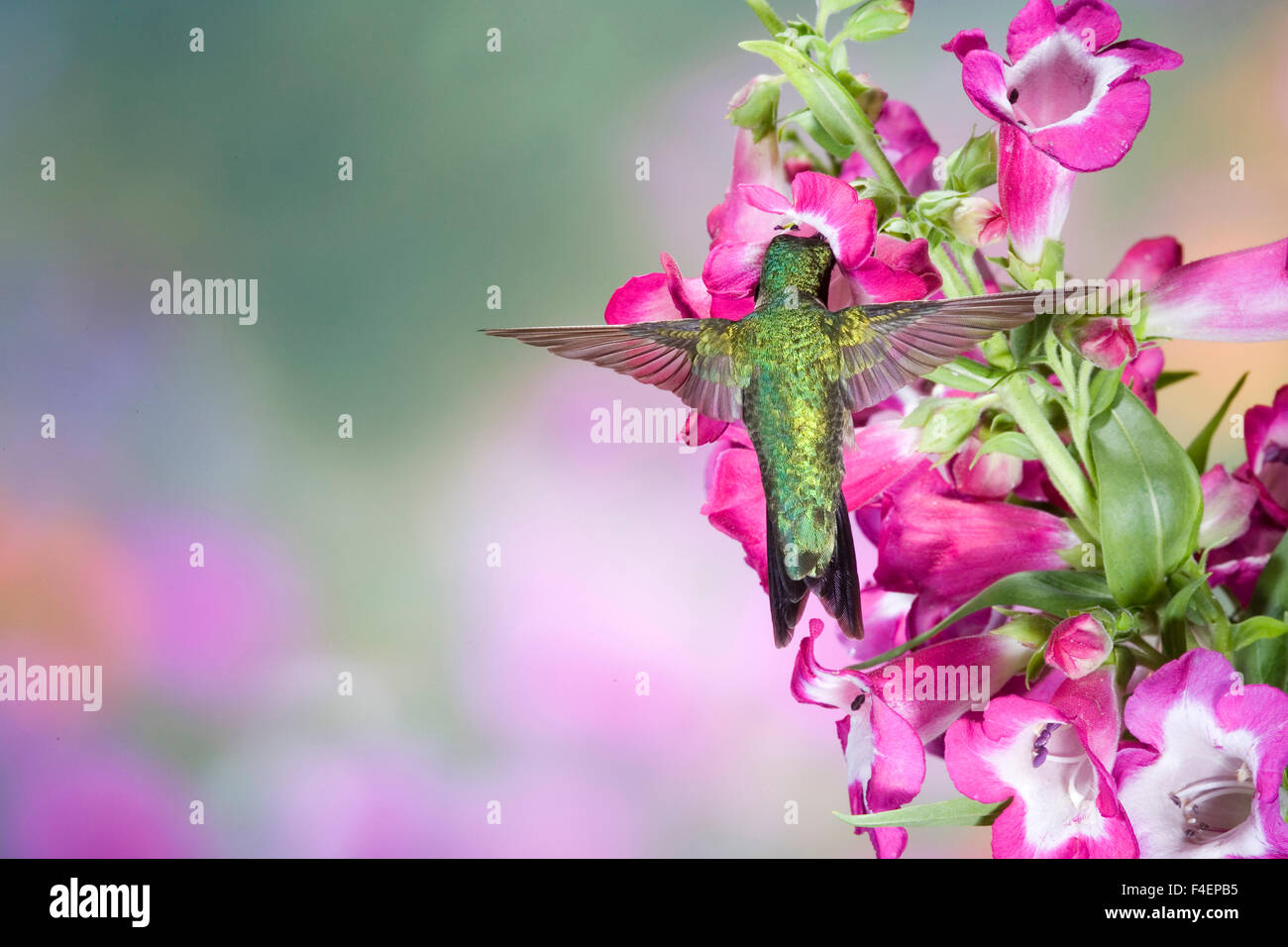 Ruby-throated Hummingbird (Archilochus colubris) male at Phoenix ...