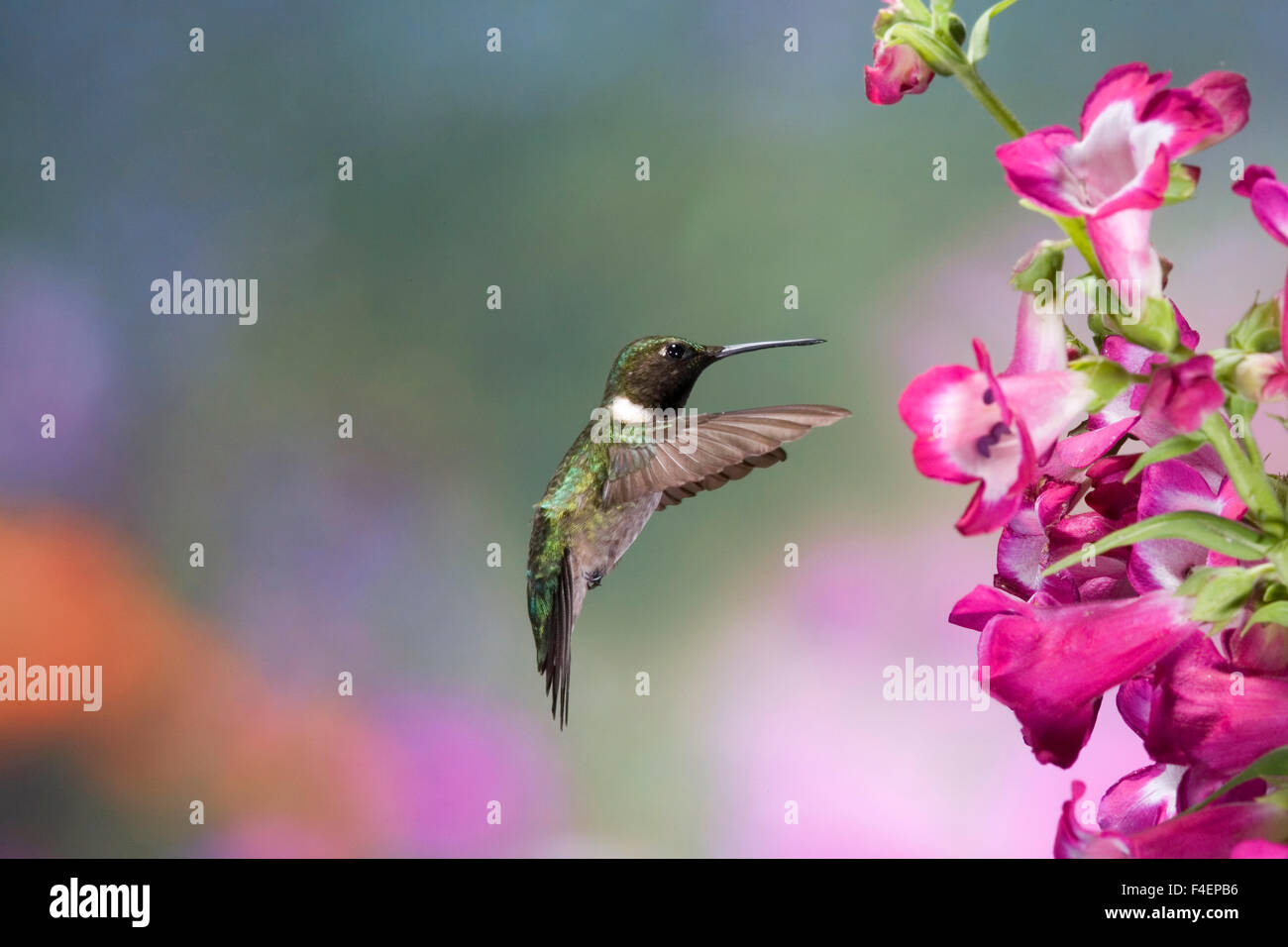 Ruby-throated Hummingbird (Archilochus colubris) male at Phoenix ...