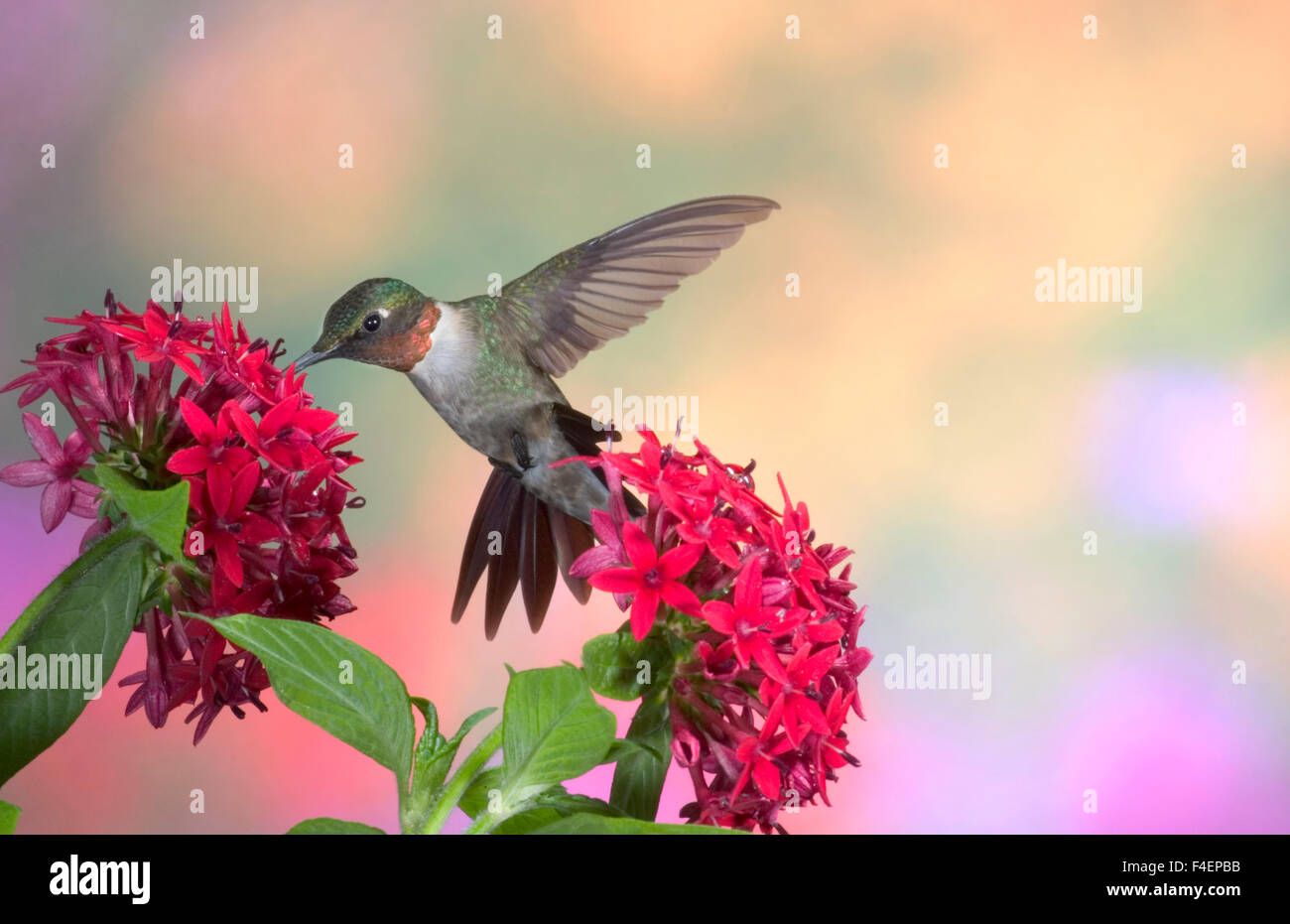 Ruby-throated Hummingbird (Archilochus colubris) male on Red Pentas ...