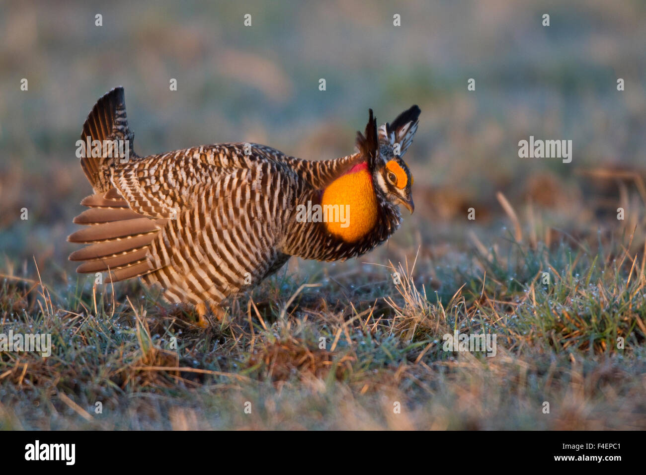 Greater Prairie Chicken (Tympanuchus cupido) male booming or displaying ...