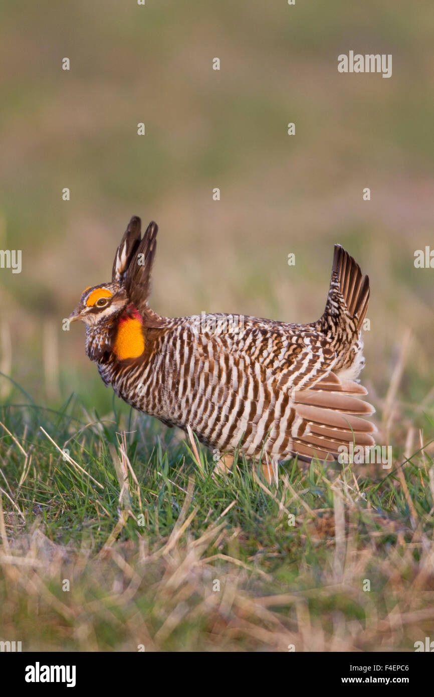 Greater Prairie Chicken (Tympanuchus cupido) male booming or displaying ...