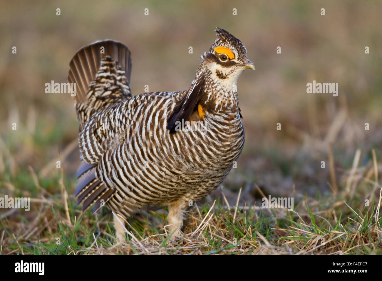 Greater Prairie Chicken (Tympanuchus cupido) male booming or displaying ...