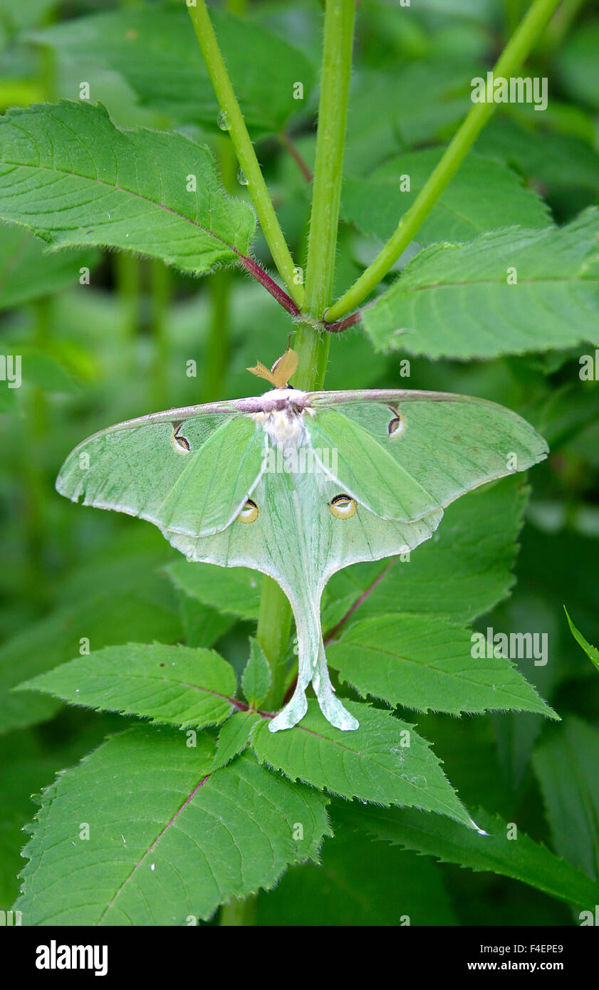Illinois Moth High Resolution Stock Photography and Images - Alamy