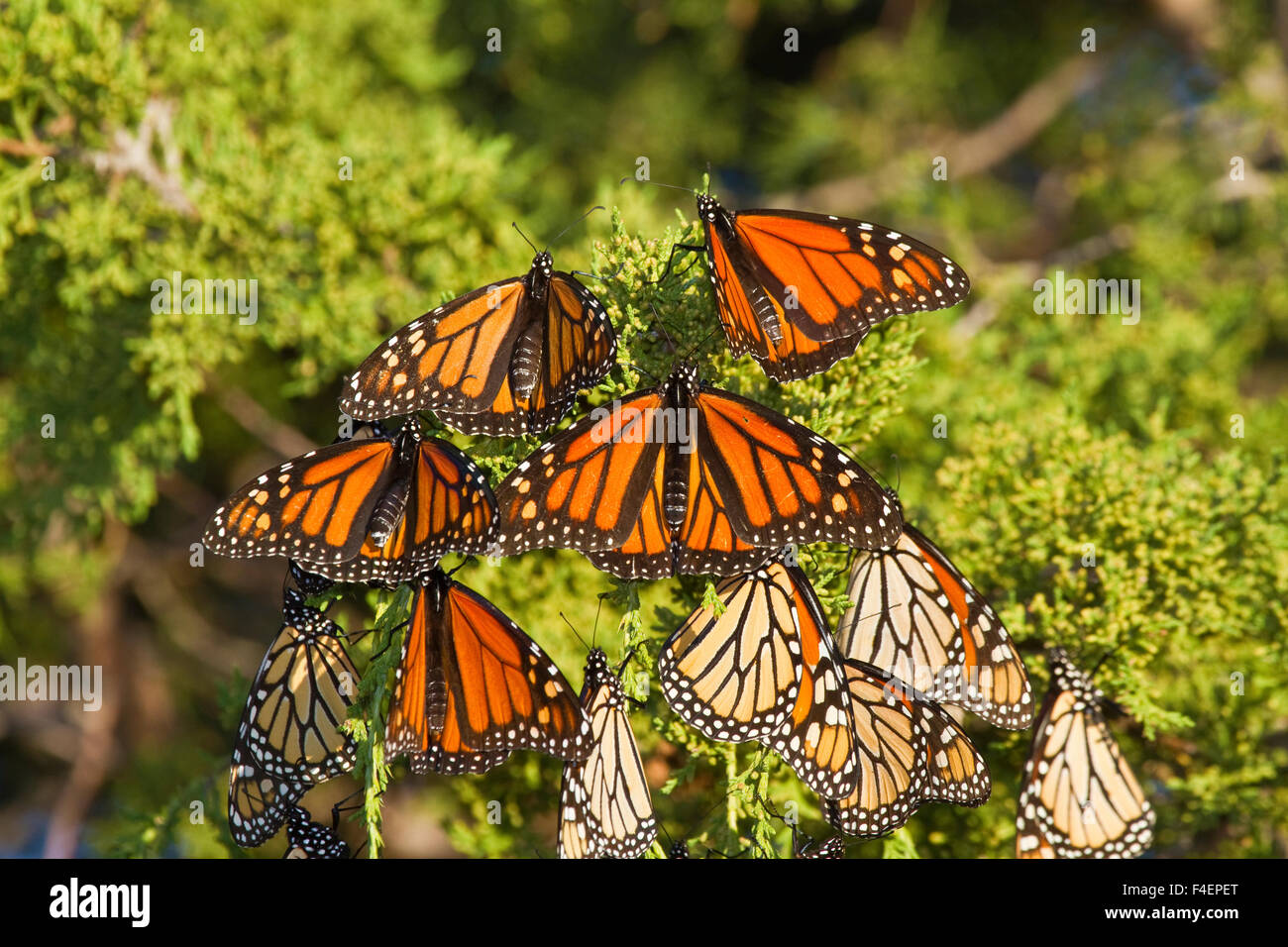 Eastern monarch migration hi-res stock photography and images - Alamy