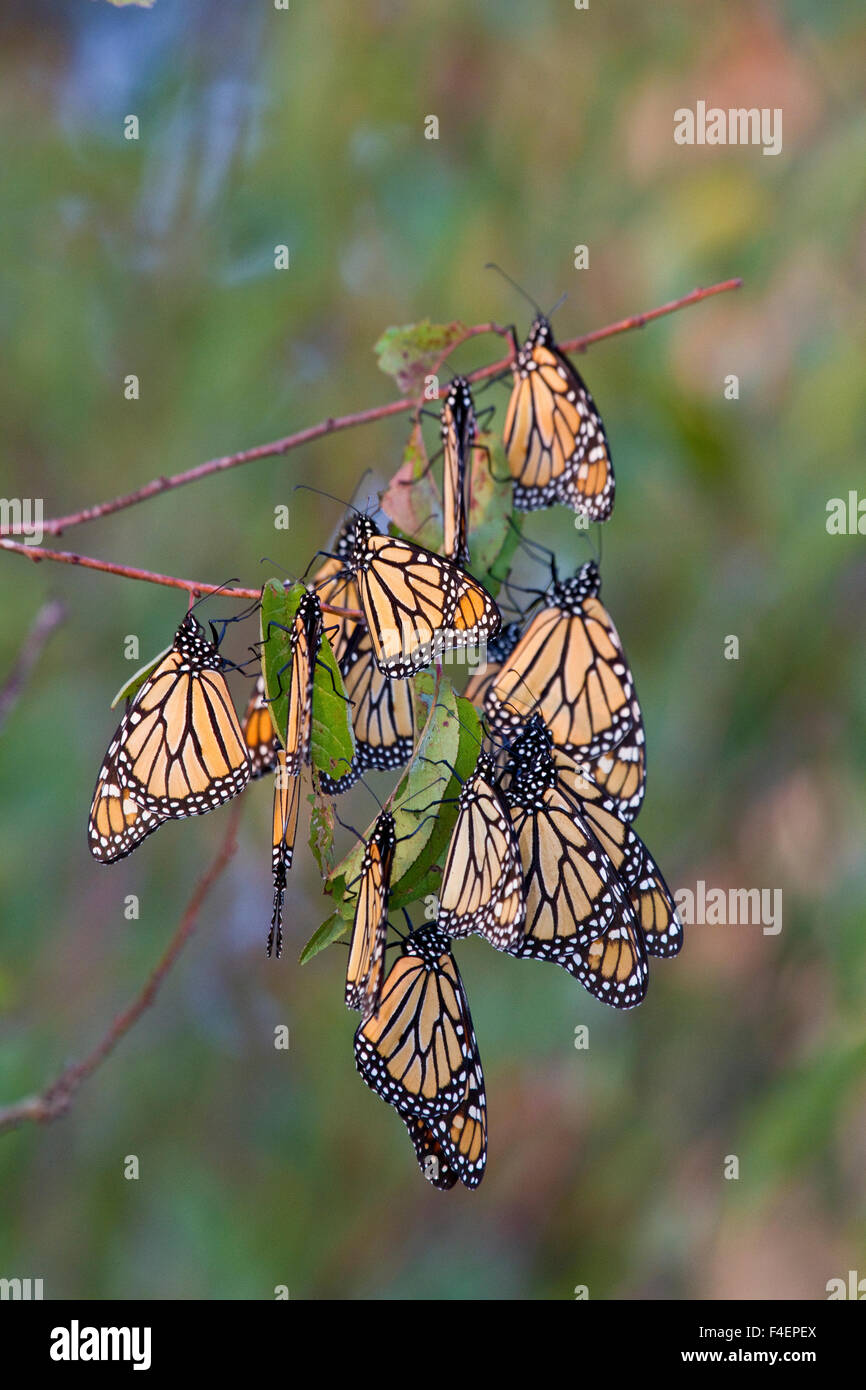 Monarch butterflies (Danaus plexippus) roosting on tree branch, Prairie ...