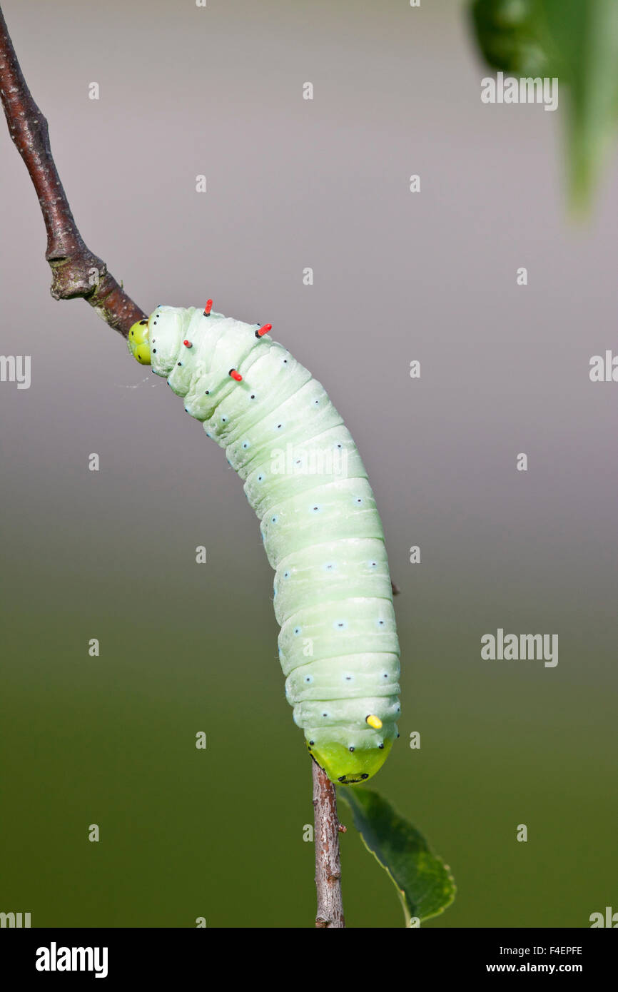 Promethea Moth (Callosamia promethea) caterpillar on host plant, Wild ...
