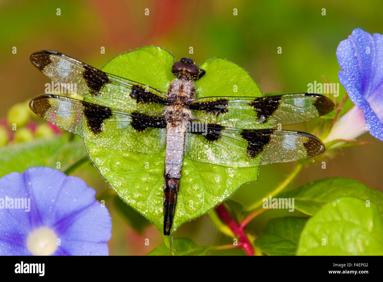 Twelve-spotted Skimmer (Libellula pulchella) male on Morning Glory near ...