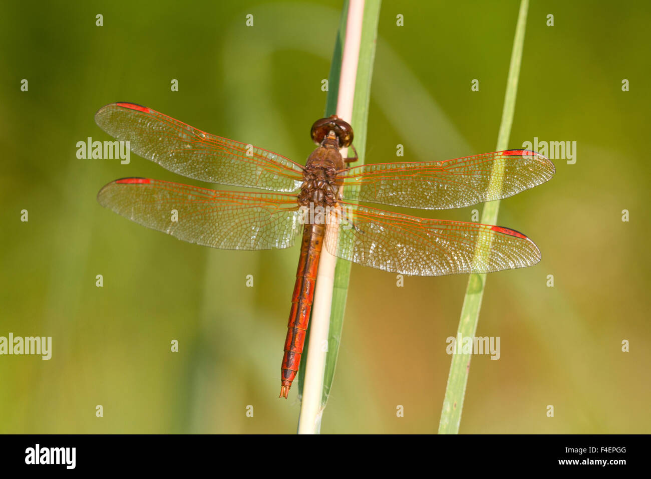 Golden-winged Skimmer dragonfly (Libellula auripennis) male perched ...