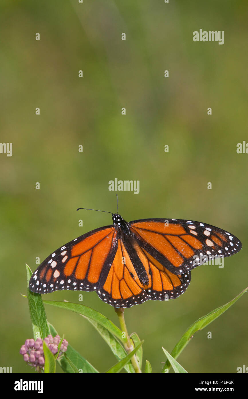 Monarch Butterfly (Danaus plexippus) male on Swamp Milkweed (Asclepias ...