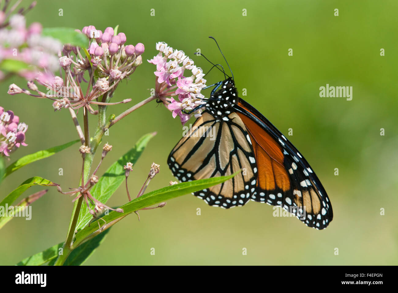 Monarch Butterfly (Danaus plexippus) male on Swamp Milkweed (Asclepias ...
