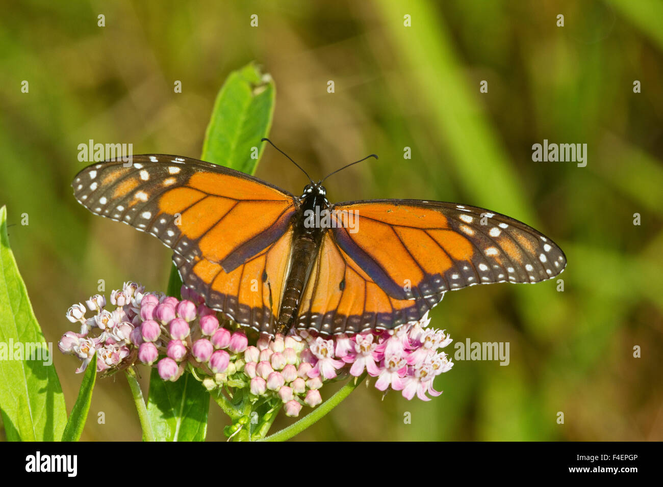 Monarch butterfly (Danaus plexippus) male on Swamp Milkweed (Asclepias ...