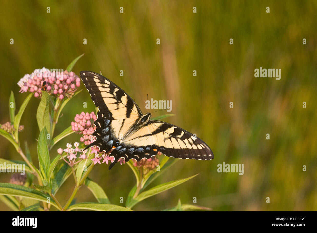Eastern tiger swallowtail on swamp milkweed hi-res stock photography ...