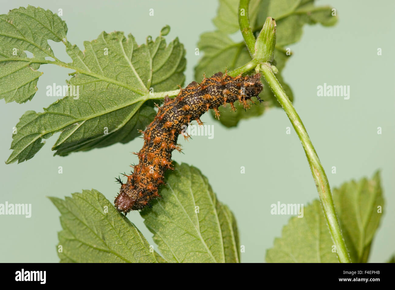 Question mark butterfly on hi-res stock photography and images - Alamy