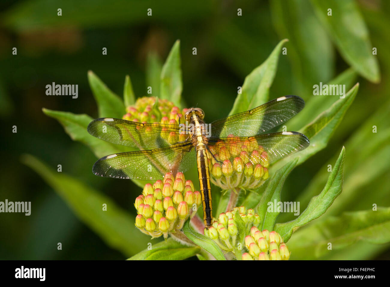 Spangled Skimmer (Libellula cyanea) female on Butterfly Milkweed ...