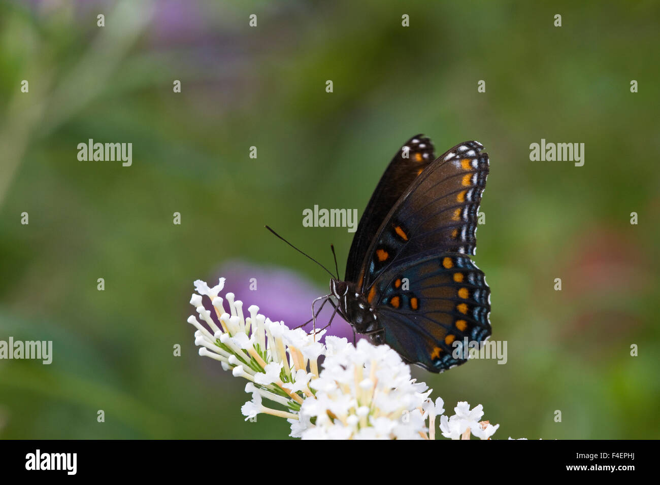 Red-spotted Purple butterfly (Limenitis arthemis) on Butterfly Bush ...