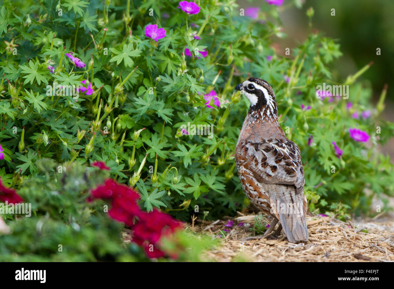 Northern Bobwhite (Colinus virginianus) male in flower garden, Marion ...