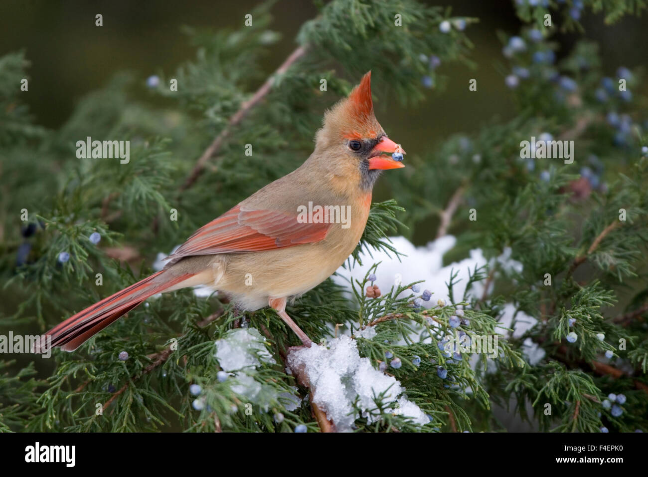 Northern Cardinal (Cardinalis cardinalis) female eating juniper berry ...
