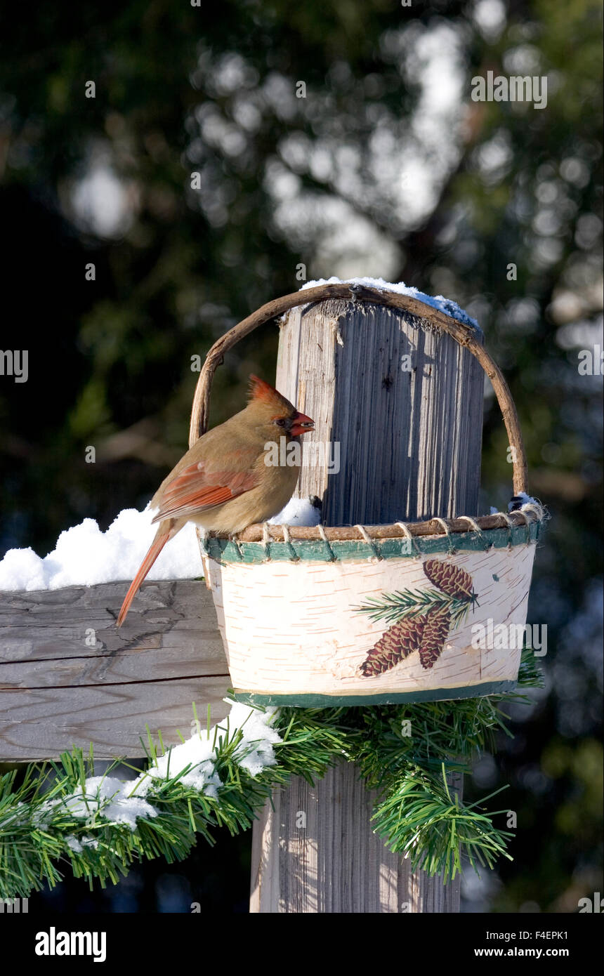 Northern Cardinal (Cardinalis cardinalis) female eating sunflower seeds ...