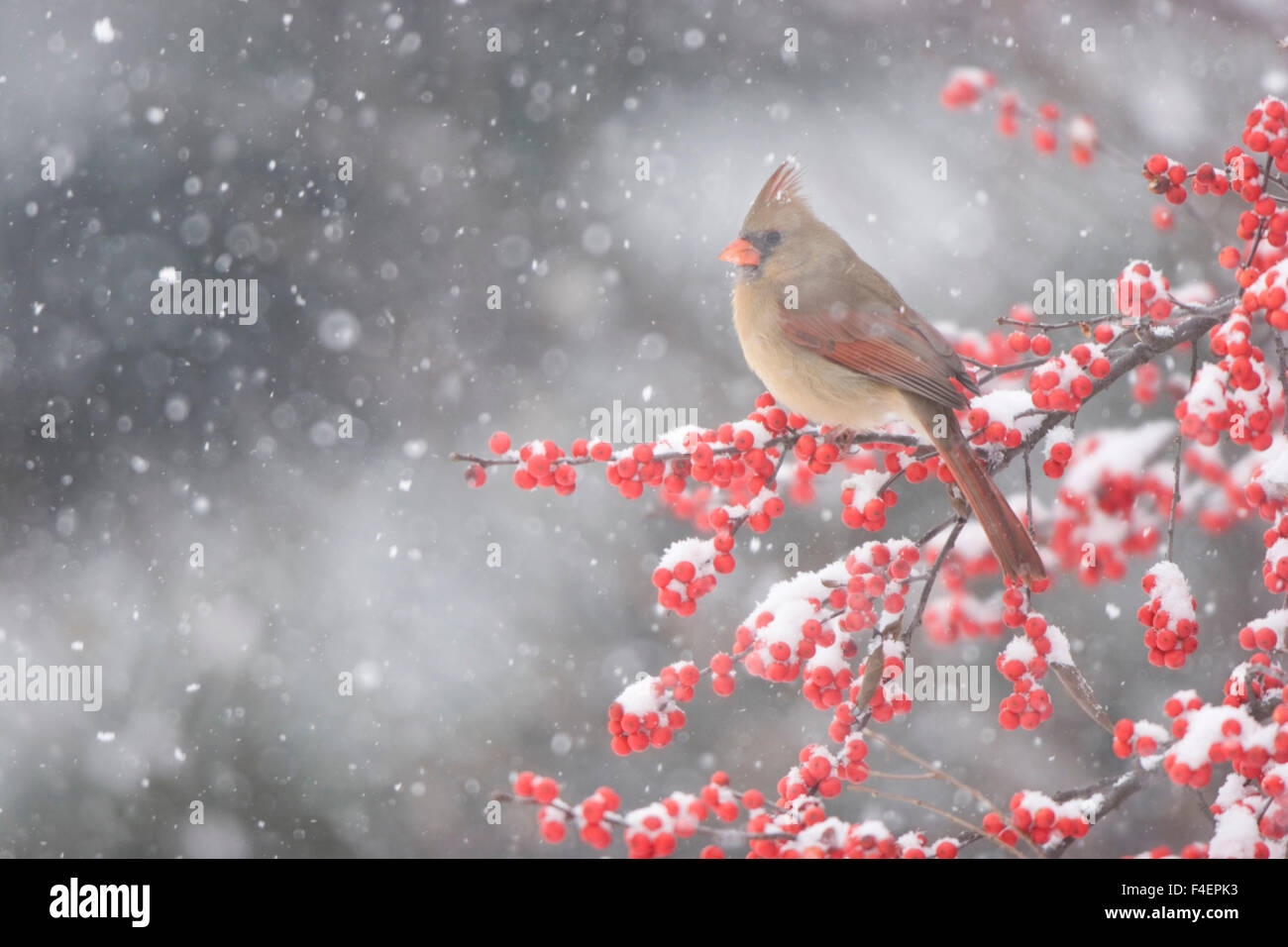 Cardinal in winterberry hi-res stock photography and images - Alamy