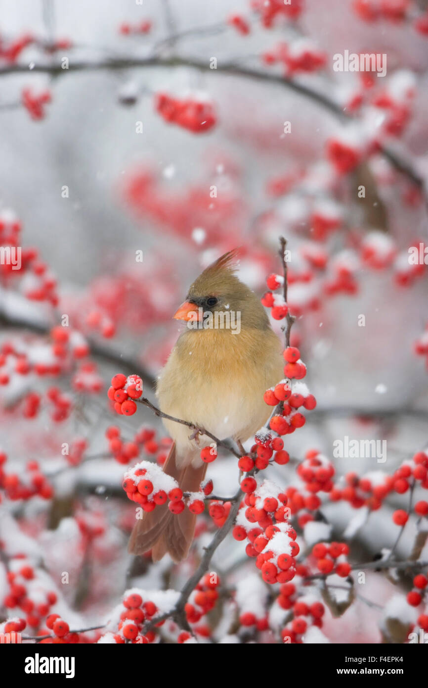 Cardinal in winterberry hi-res stock photography and images - Alamy
