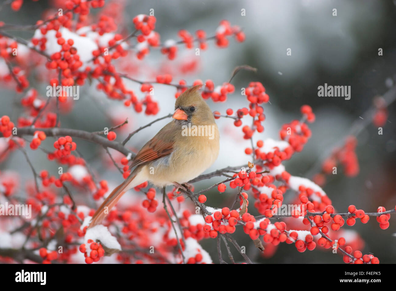 Northern Cardinal (Cardinalis cardinalis) female in Common Winterberry ...