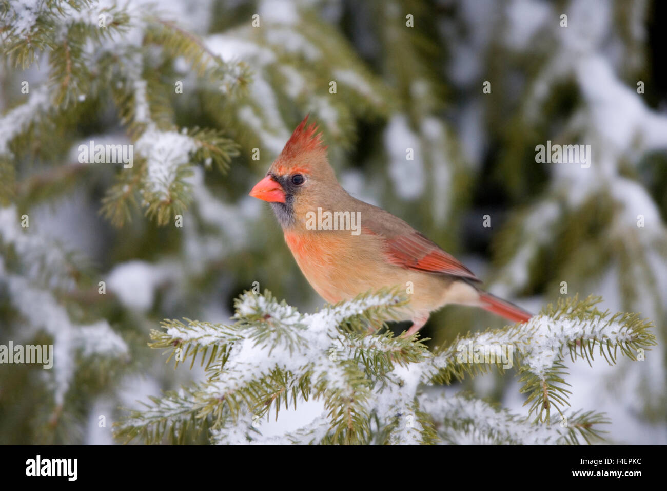 Northern Cardinal (Cardinalis cardinalis) female in spruce tree in ...