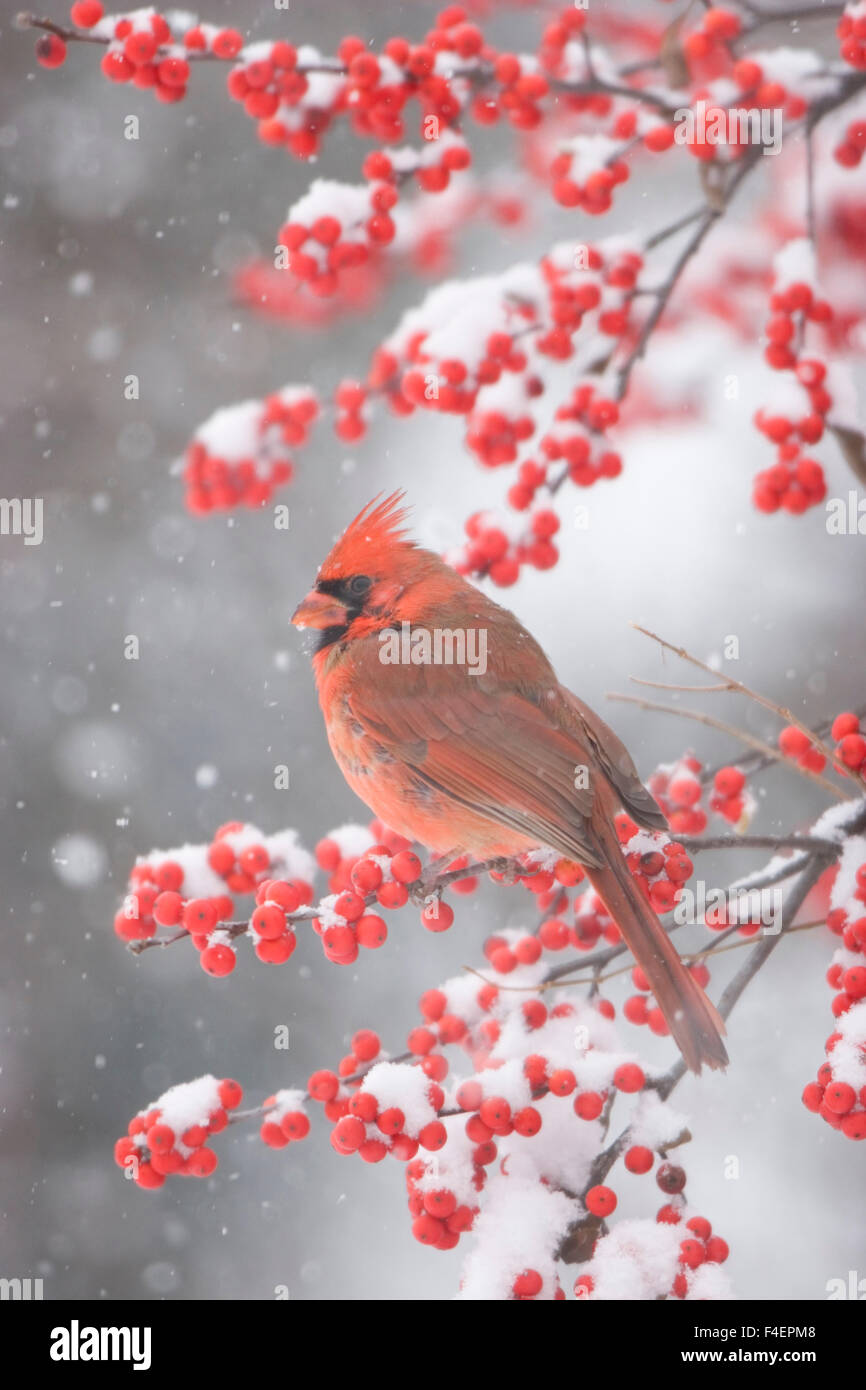 Cardinal in winterberry hi-res stock photography and images - Alamy