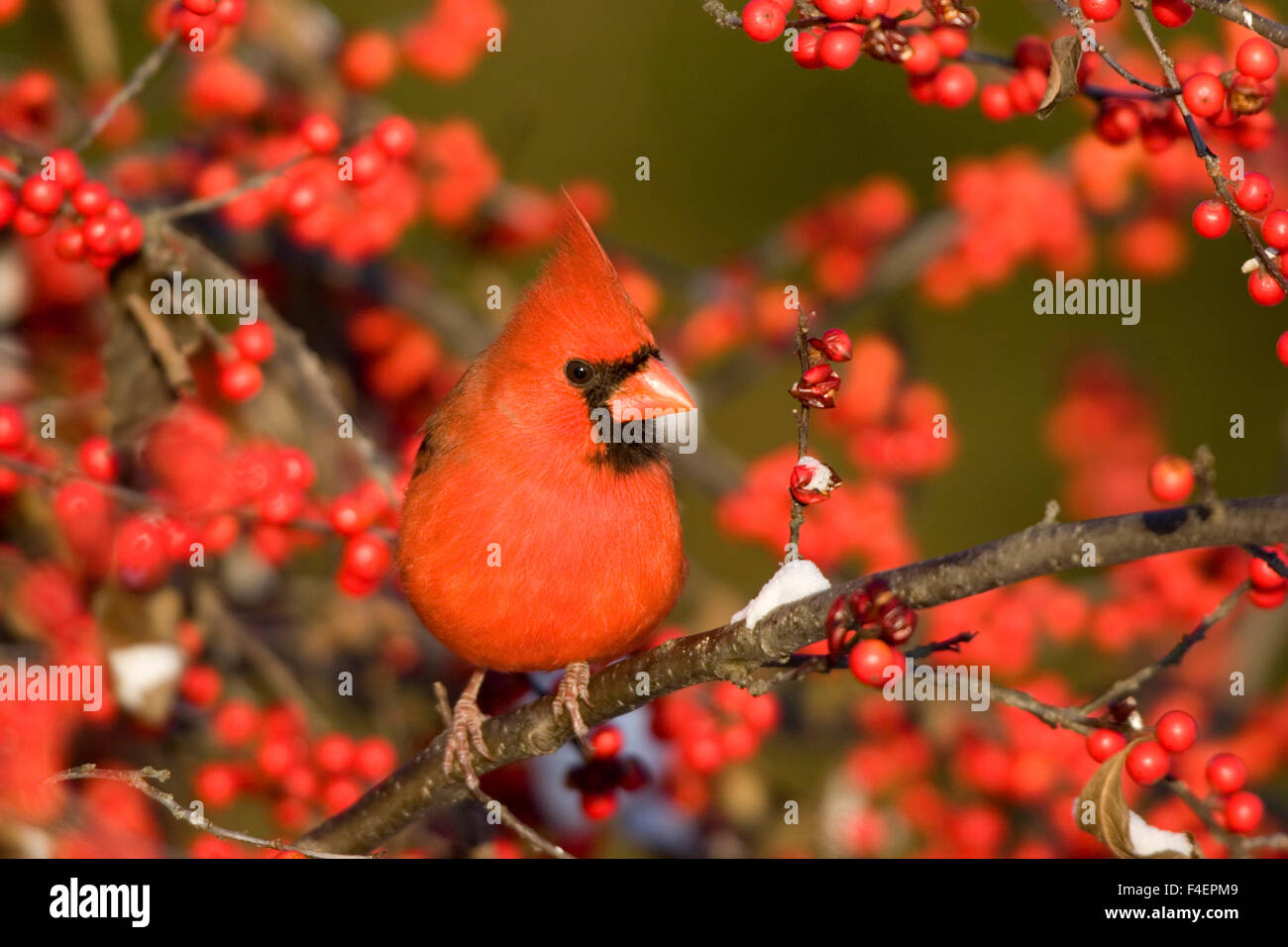 Cardinal in winterberry hi-res stock photography and images - Alamy