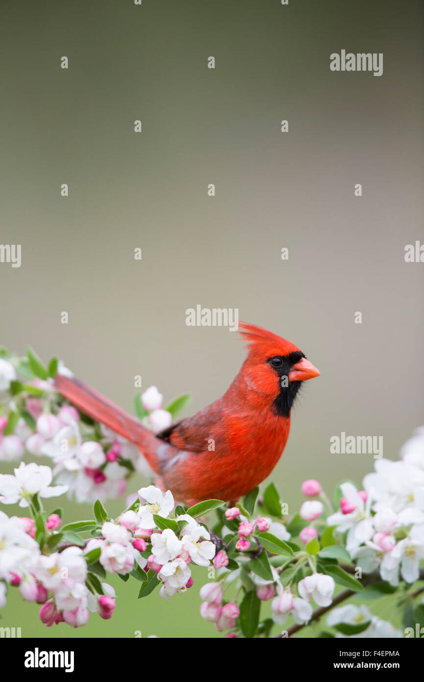 Northern Cardinal (Cardinalis cardinalis) male in Crabapple tree (Malus ...