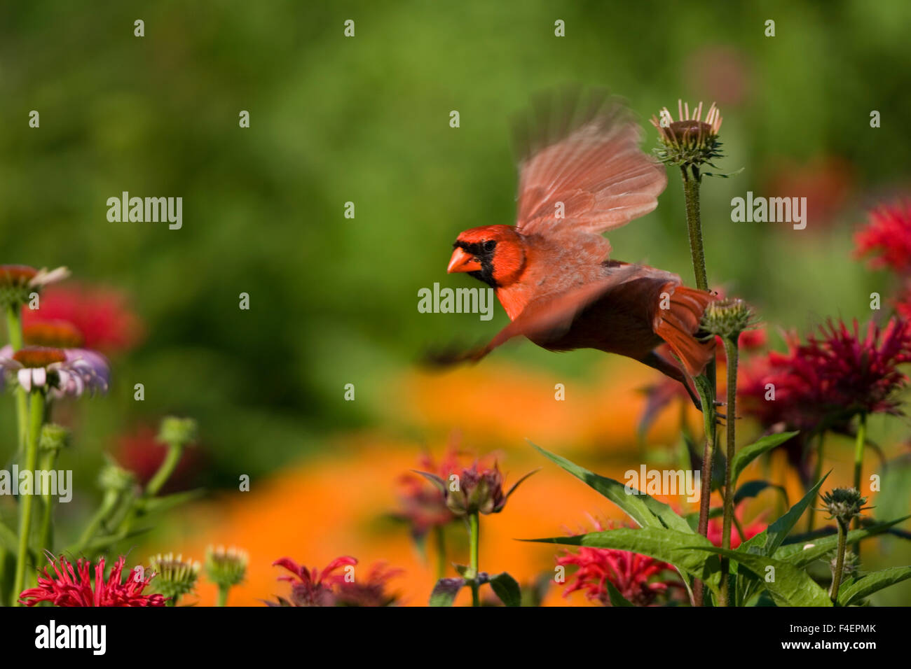 Northern Cardinal (Cardinalis cardinalis) male in flight in flower ...