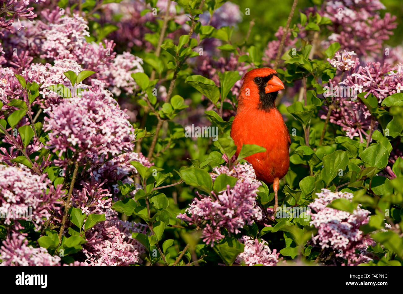 Northern Cardinal (Cardinalis cardinalis) male in Lilac bush, Marion ...