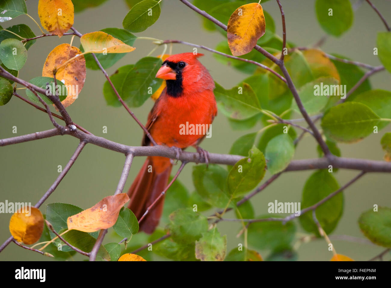 Fall cardinal hi-res stock photography and images - Alamy