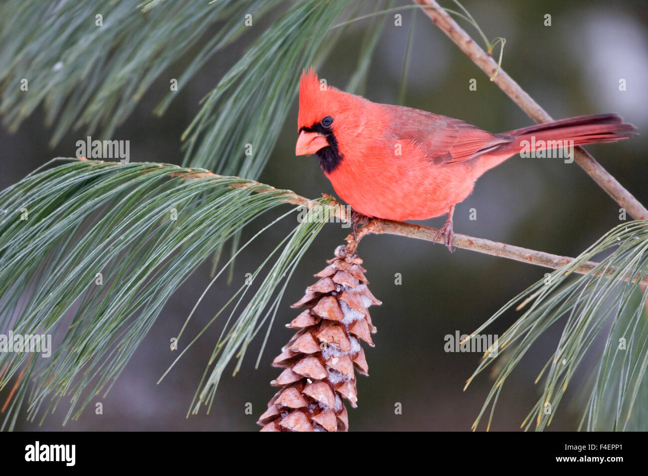 Northern Cardinal (Cardinalis cardinalis) male in White Pine Tree ...