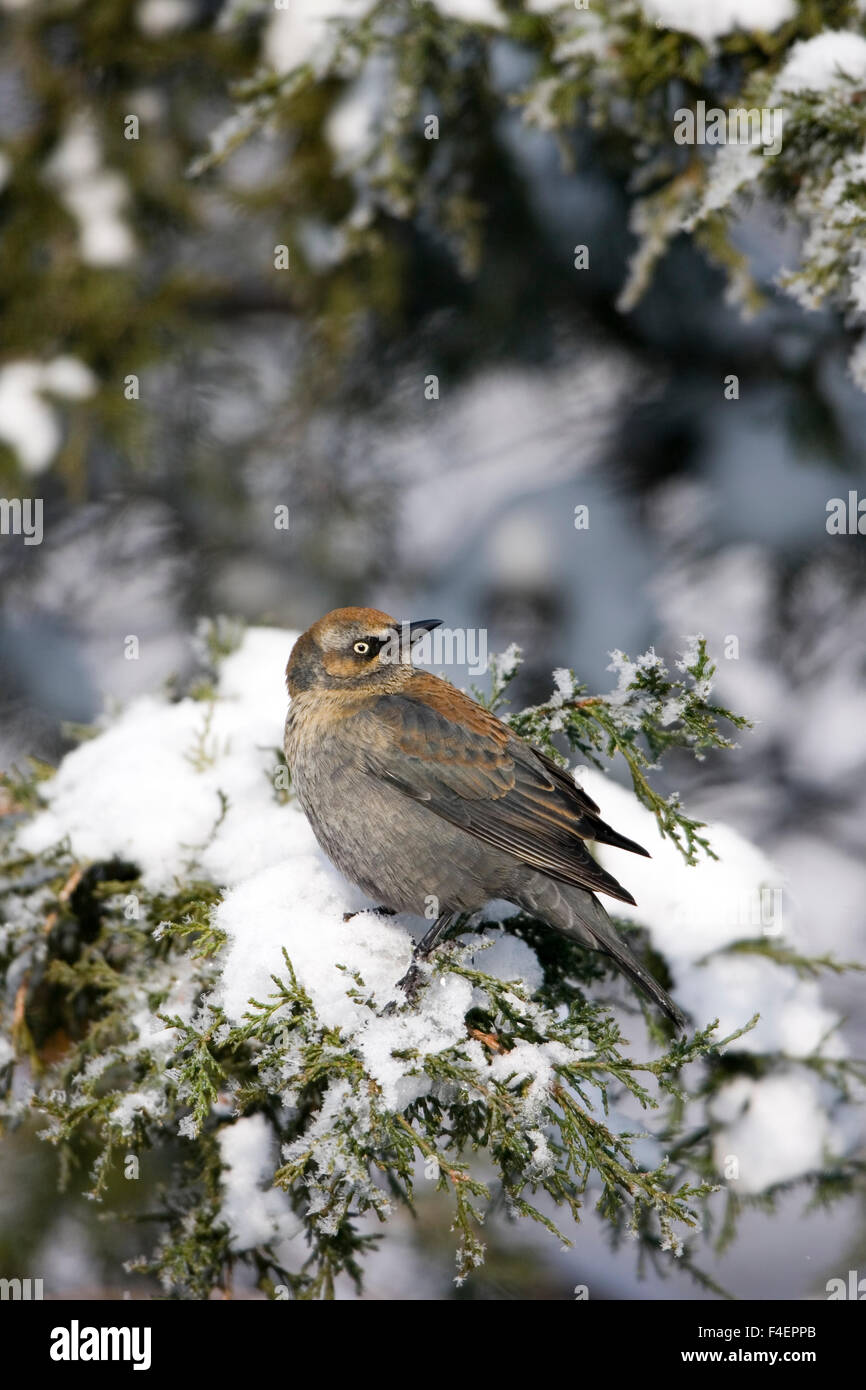 Rusty Blackbird (Euphagus carolinus) in Keteleeri Juniper (Juniperus ...