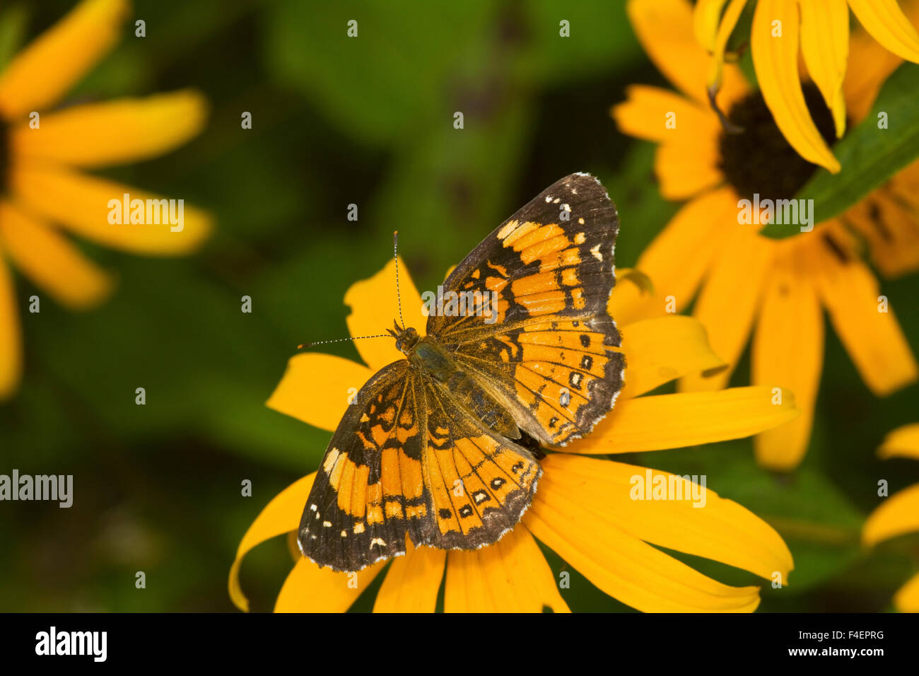Silvery checkerspot butterfly hi-res stock photography and images - Alamy