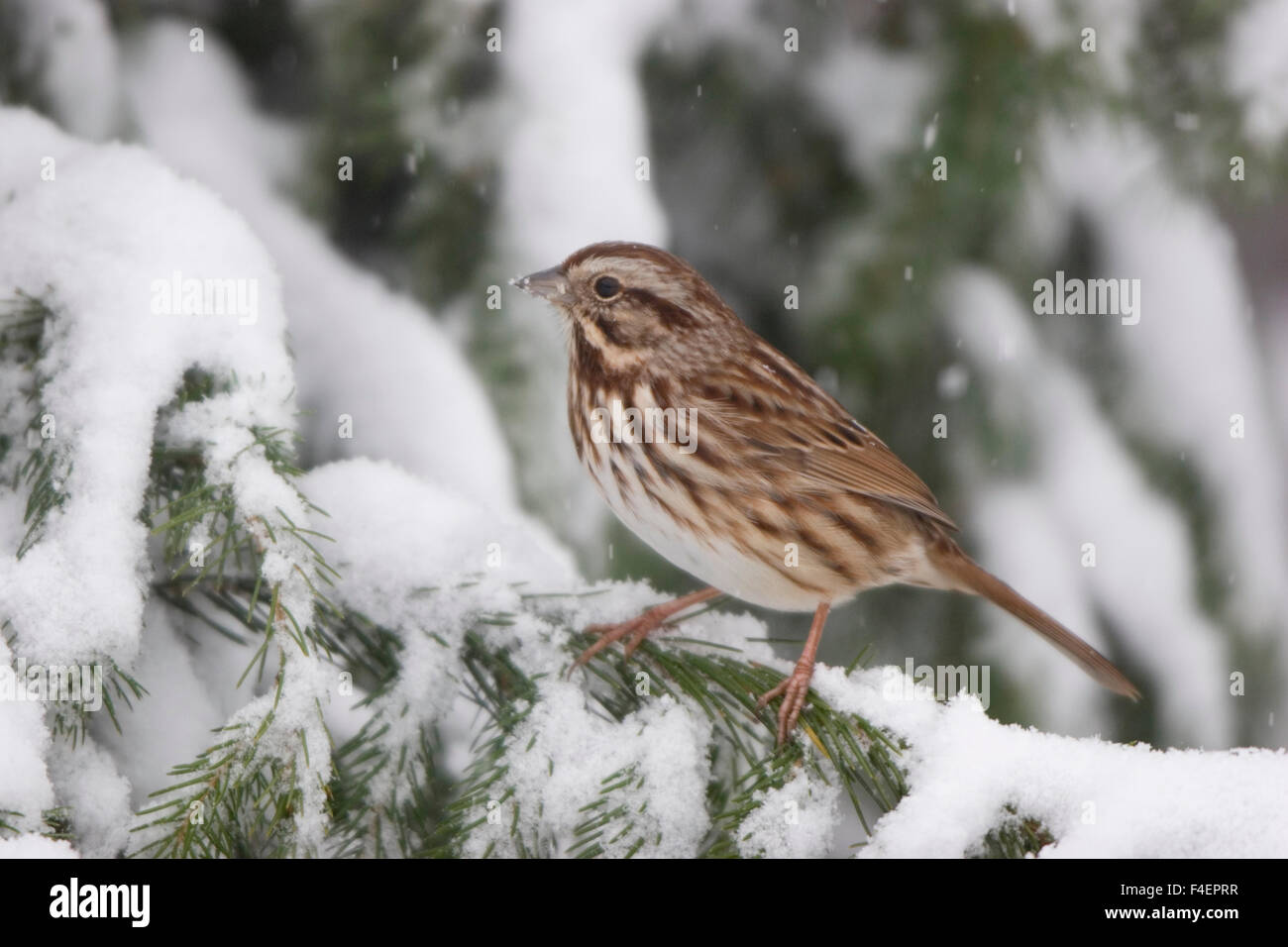 Song Sparrow (Melospiza melodia) in Serbian Spruce (Picea omorika) in ...