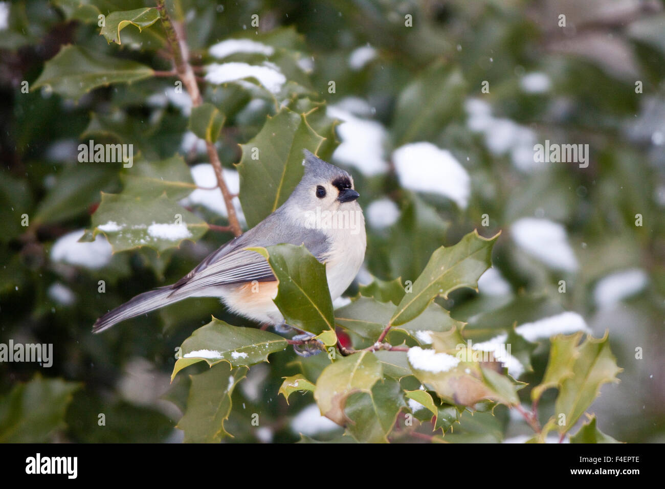 Tufted Titmouse (Baeolophus bicolor) in American Holly tree (Ilex opaca ...