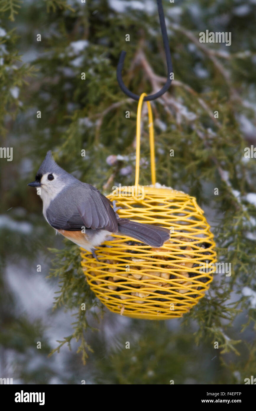 Tufted Titmouse (Baeolophus bicolor) on yellow feeder in winter, Marion ...