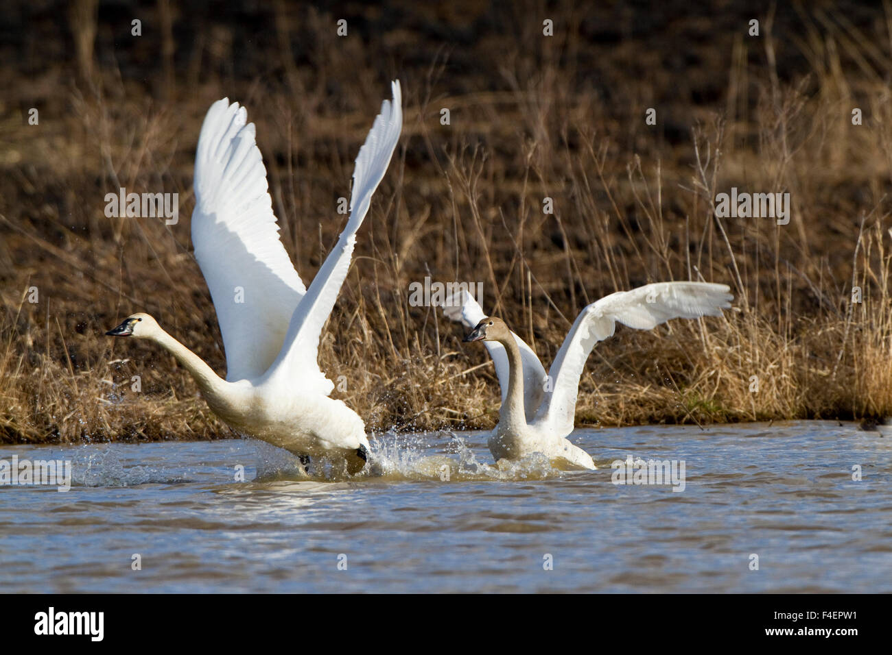 Two Tundra Swans (Cygnus columbianus) lifting off of wetland at Prairie ...