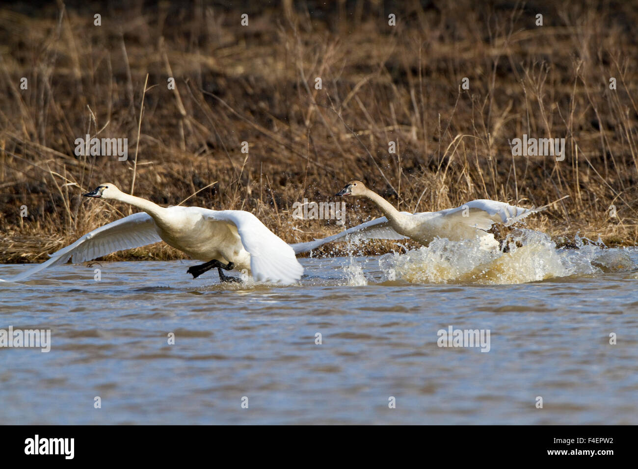 Tundra wetland area hi-res stock photography and images - Alamy