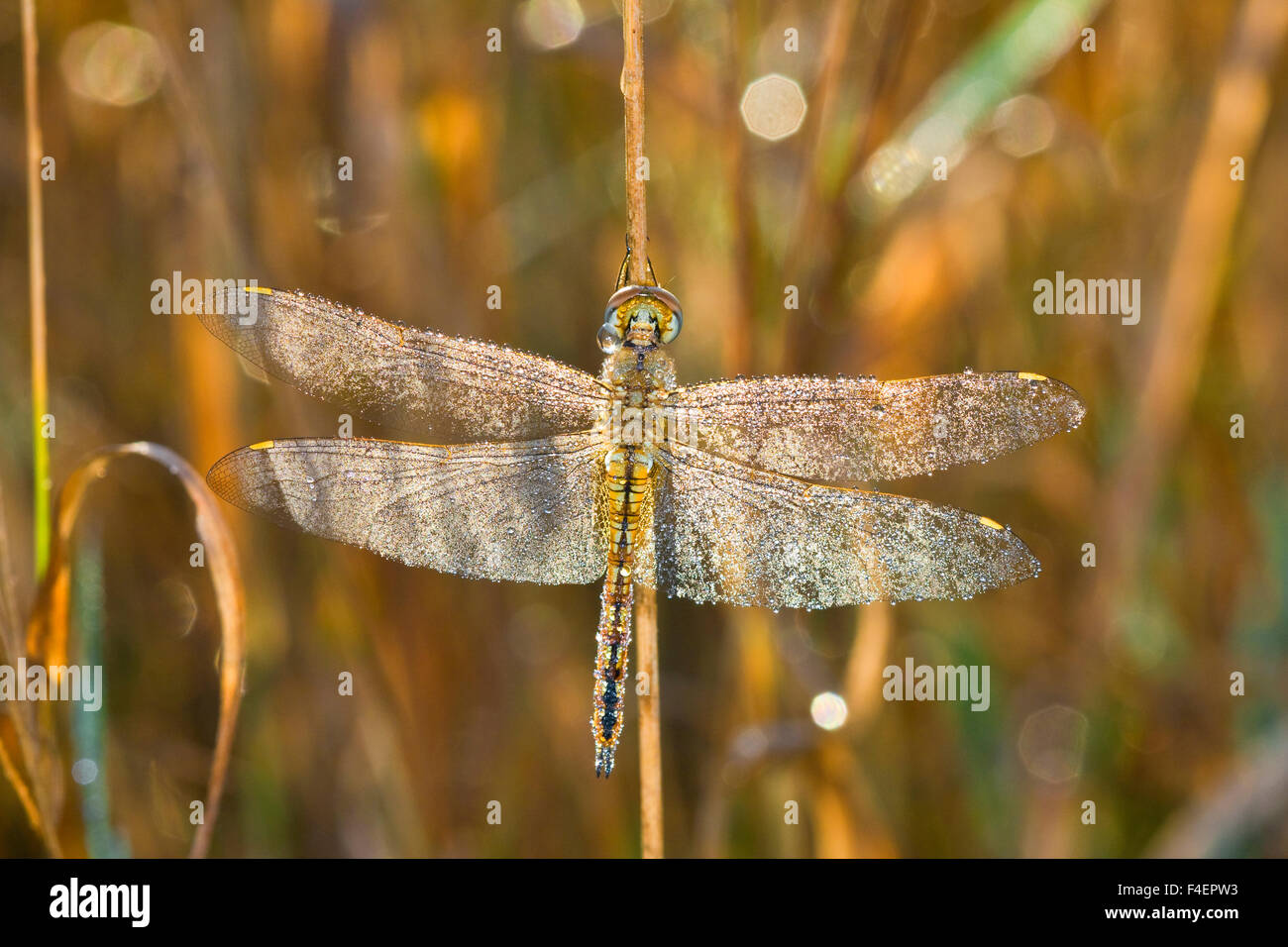 Wandering Glider dragonfly (Pantala flavescens) in early morning dew ...