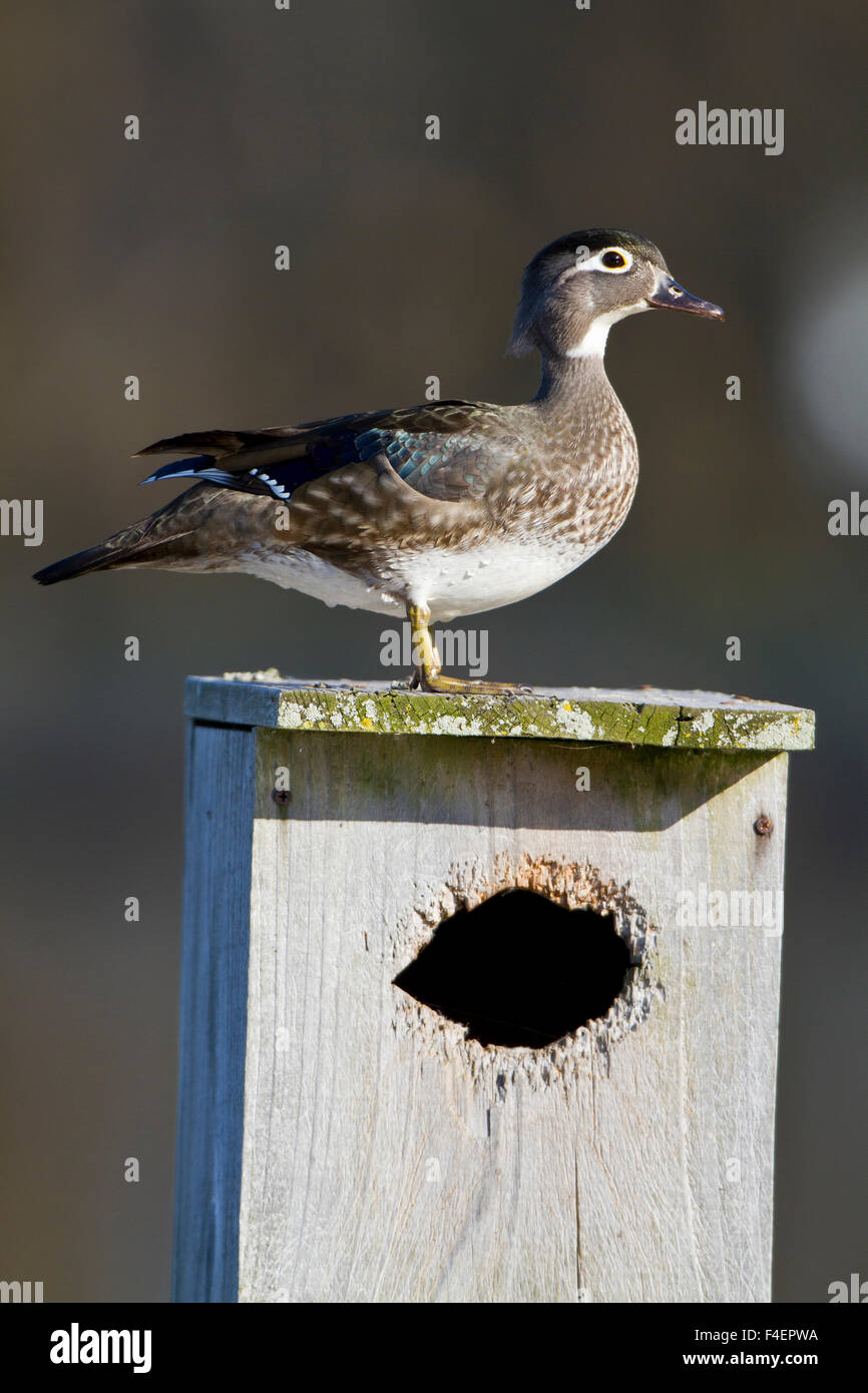Wood Duck (Aix sponsa) female on nest box in wetland, Marion, Illinois ...