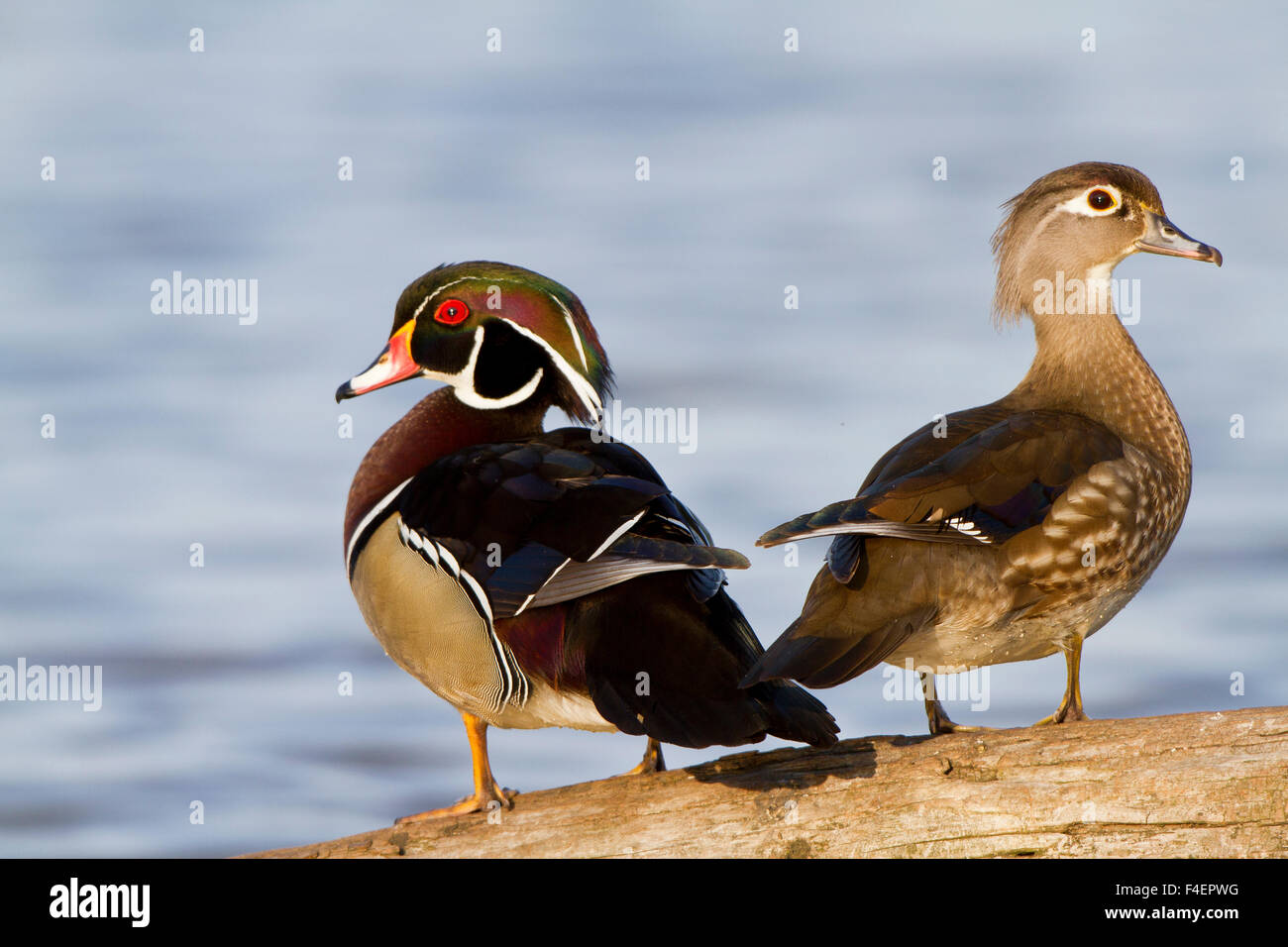 Wood Duck (Aix sponsa) male and female on log in wetland, Marion ...